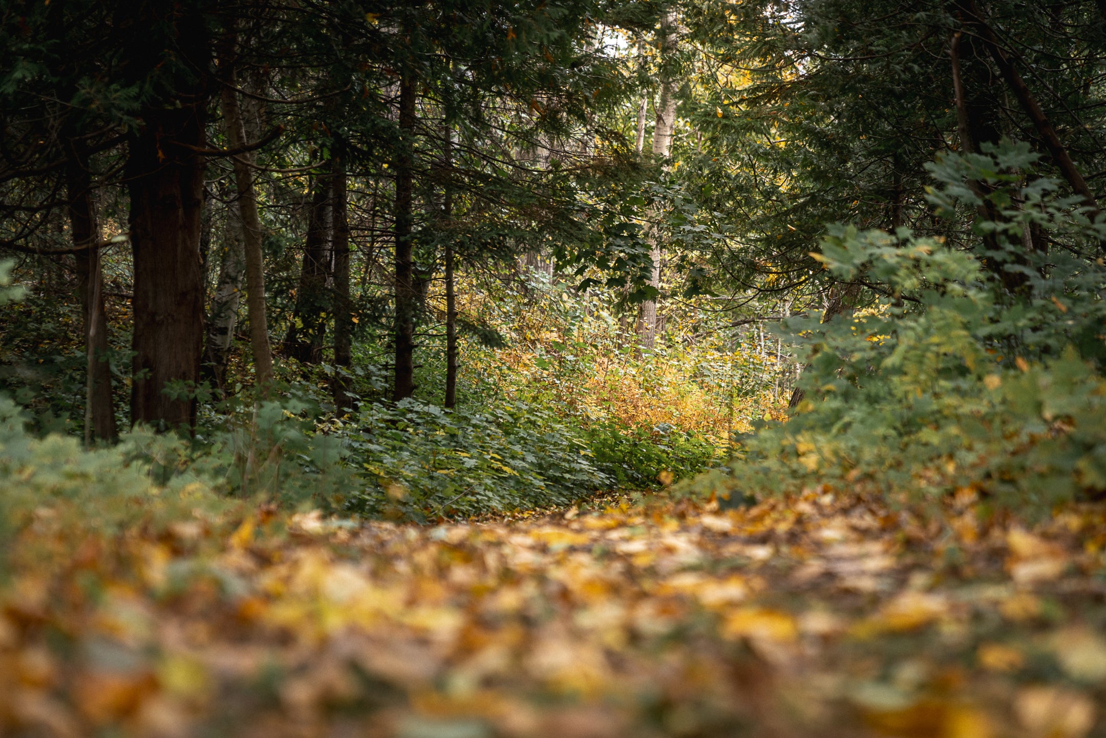 For-Rest Spa – For-Rest Chaleur